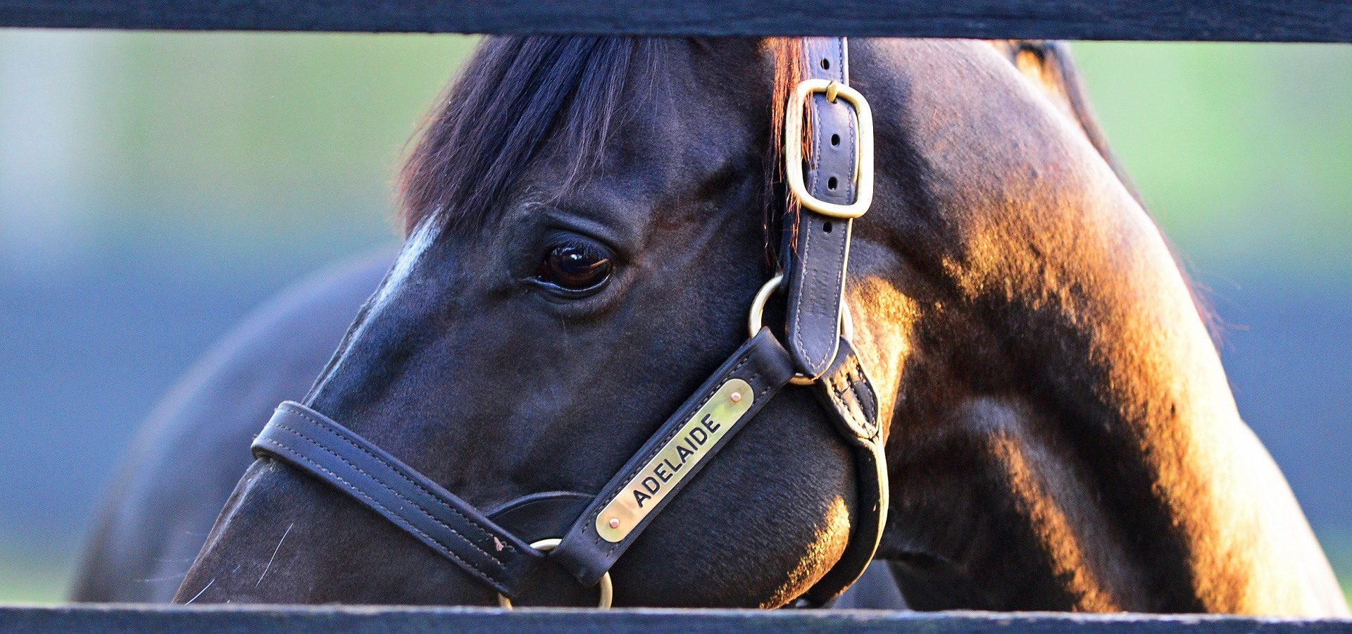 Coolmore Australia | Home Of Champions | Jerrys Plains