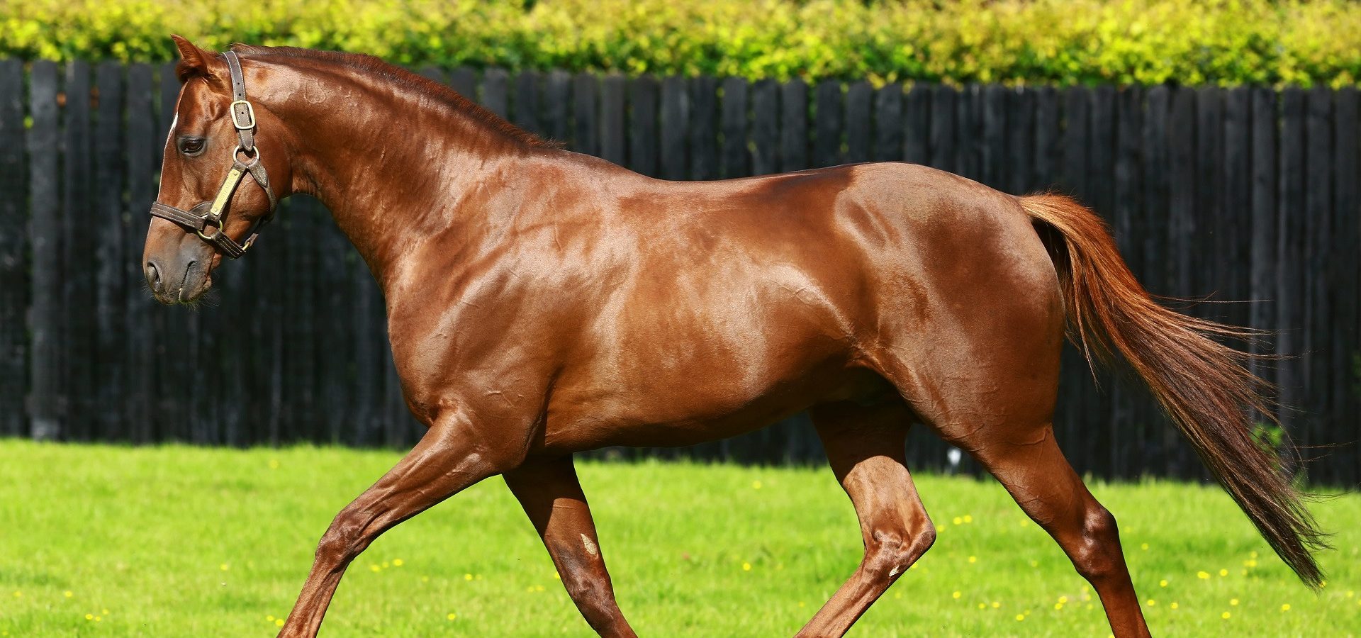 Coolmore Ireland | Home Of Champions | Coolmore Stud