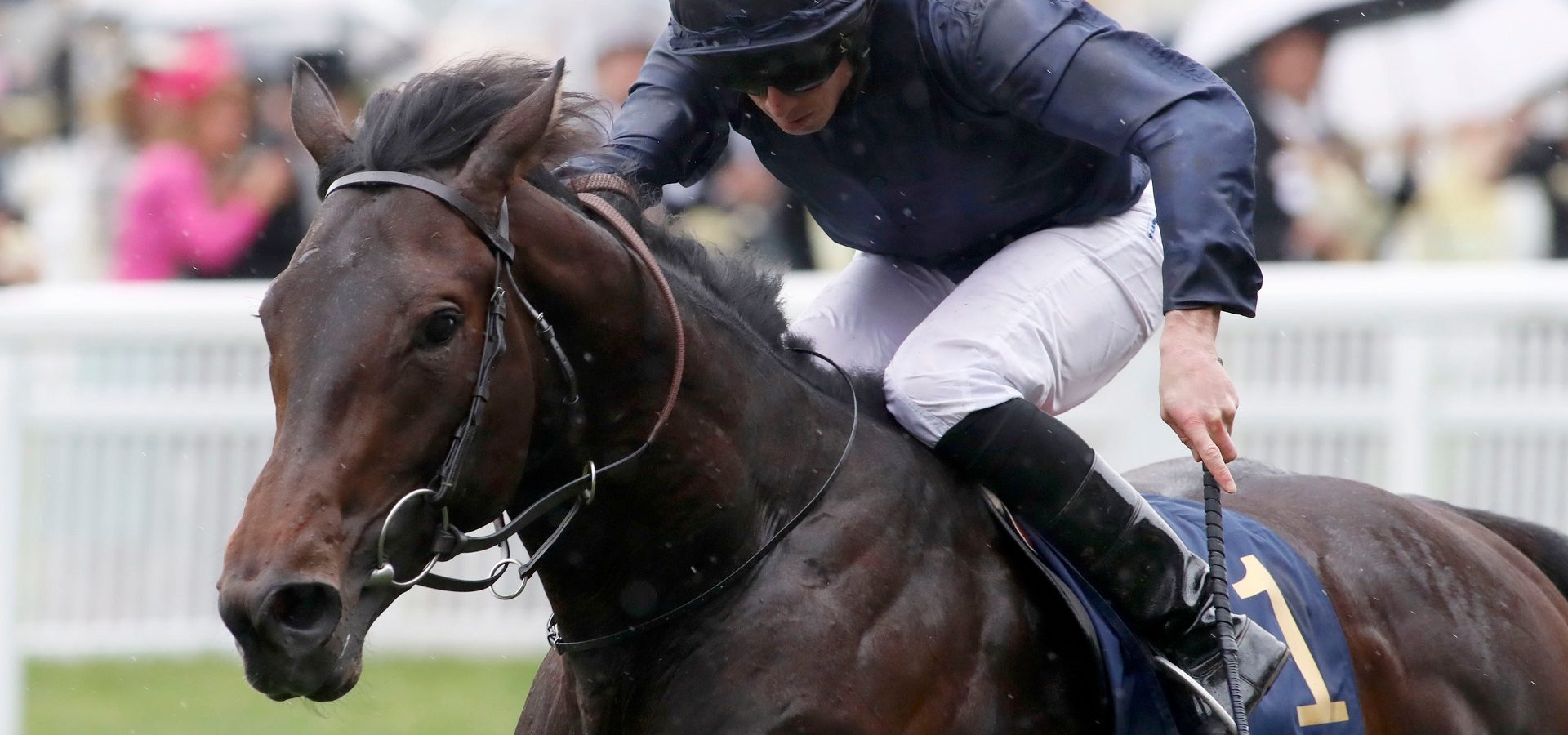 Coolmore Ireland | Home Of Champions | Coolmore Stud