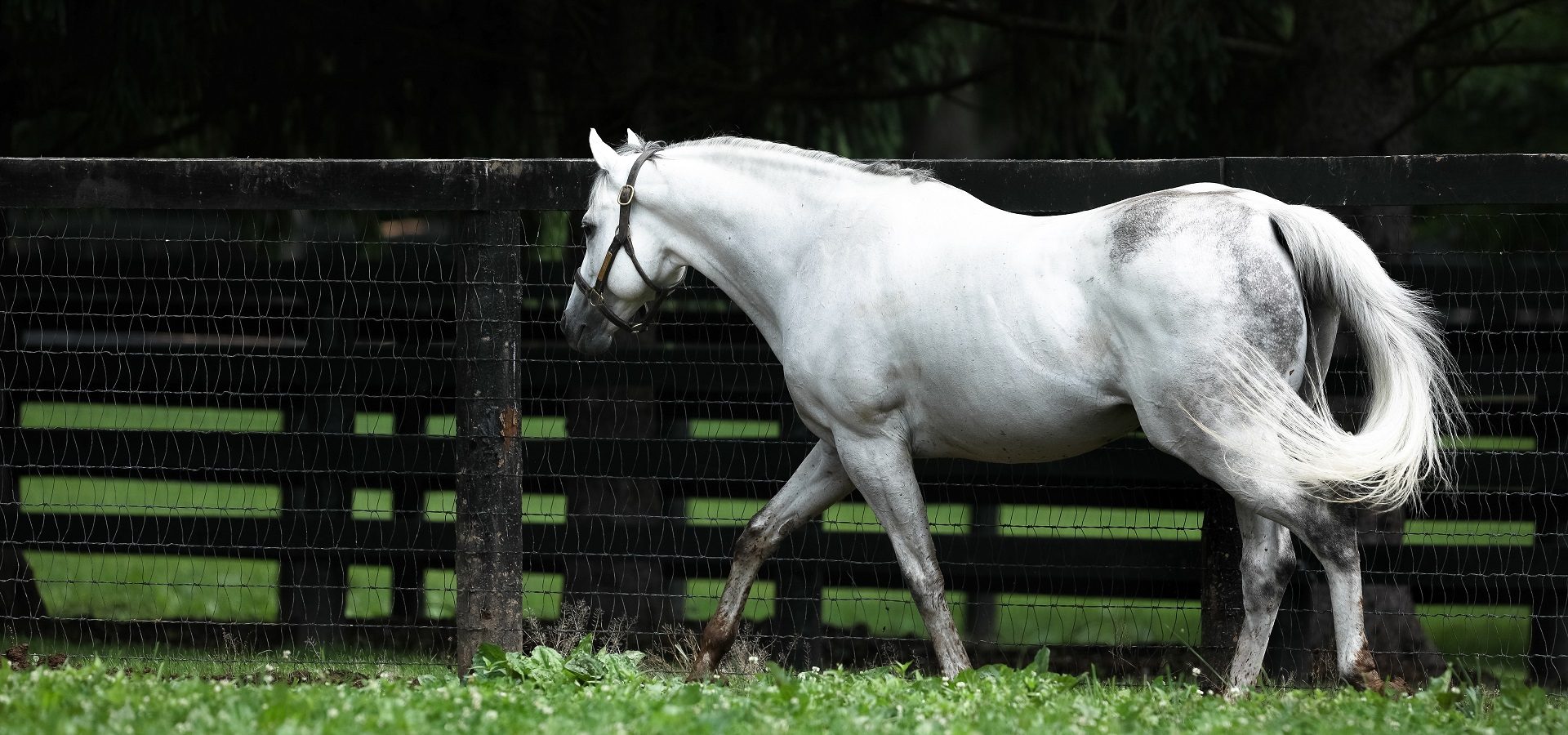 Coolmore America | Farms