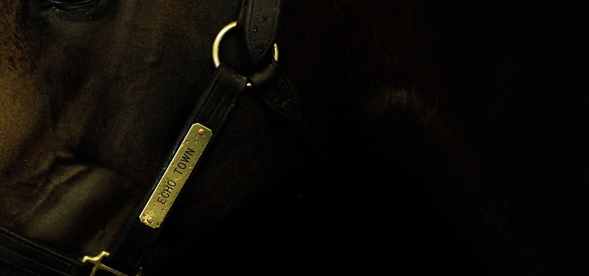 Coolmore America | Farms