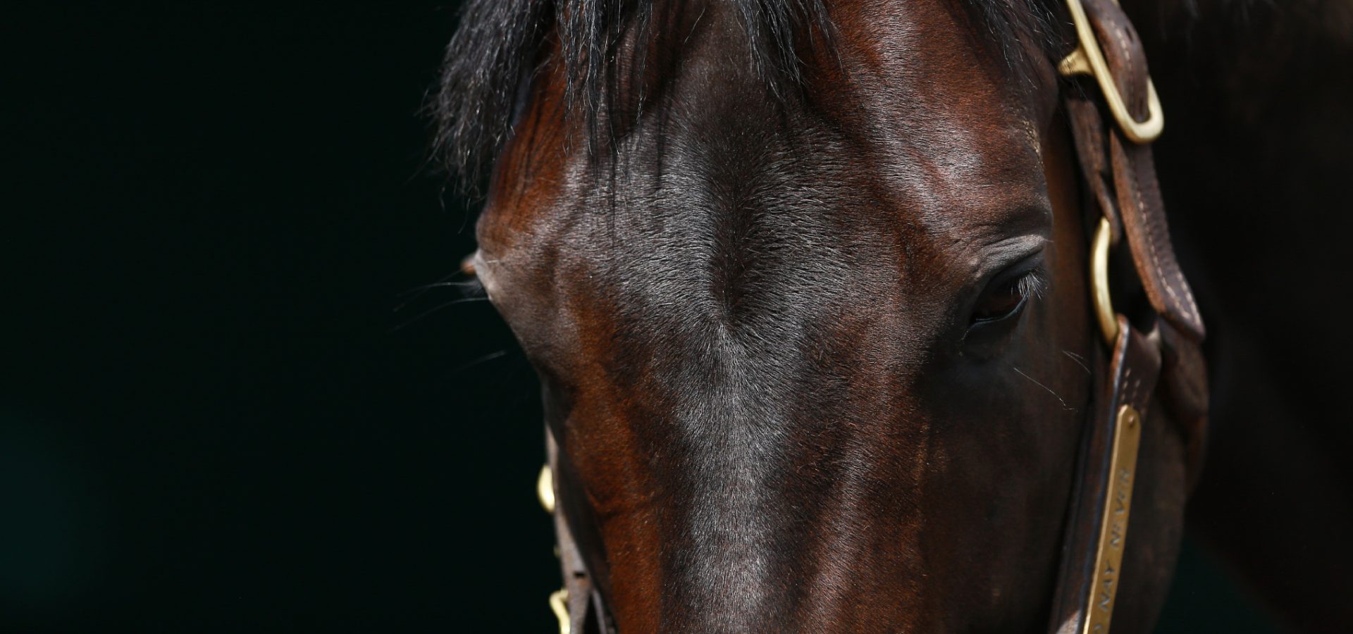 Coolmore Ireland | Home Of Champions | Coolmore Stud