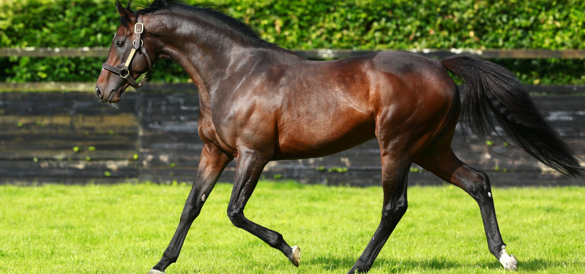 Coolmore Ireland | Home Of Champions | Coolmore Stud