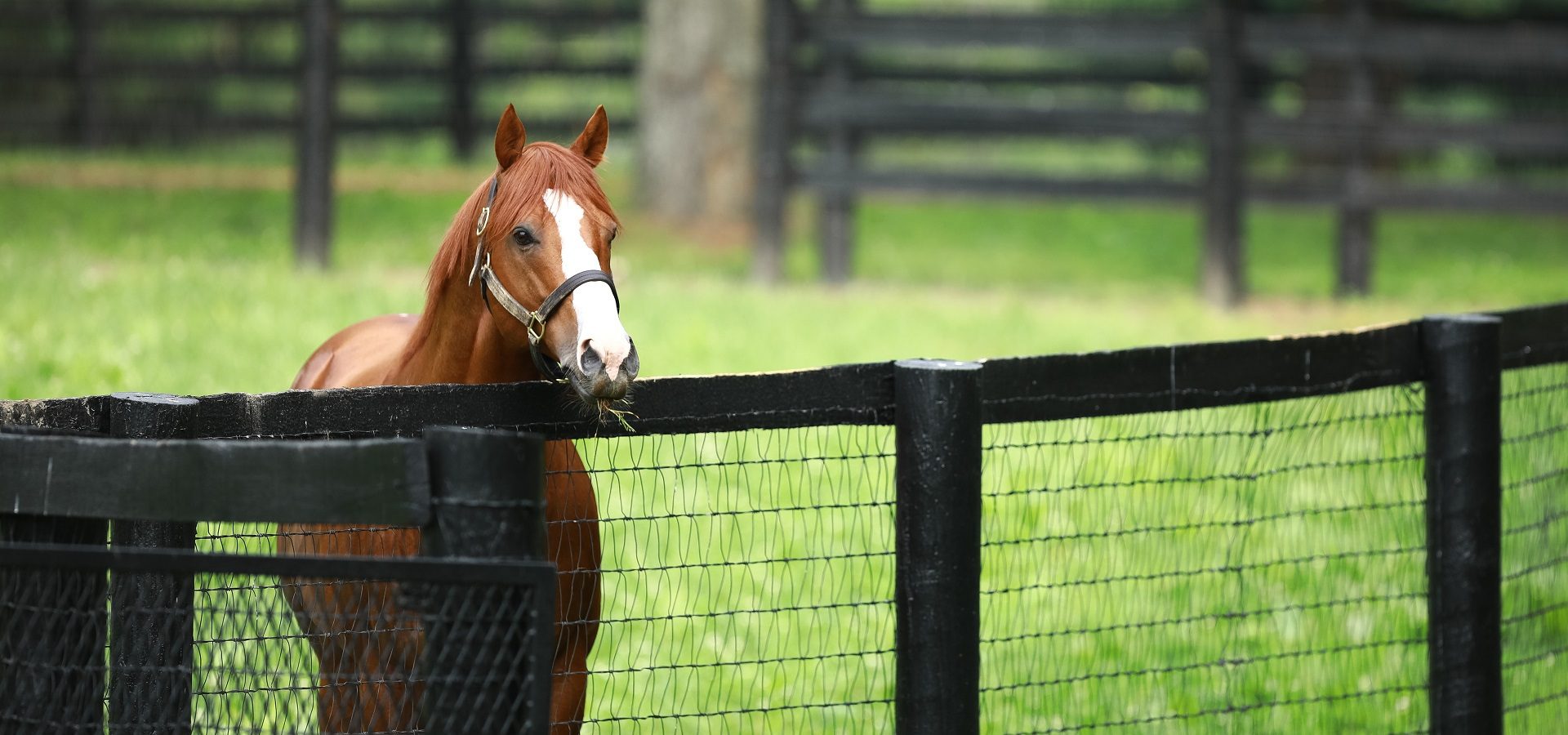 Coolmore America | Farms