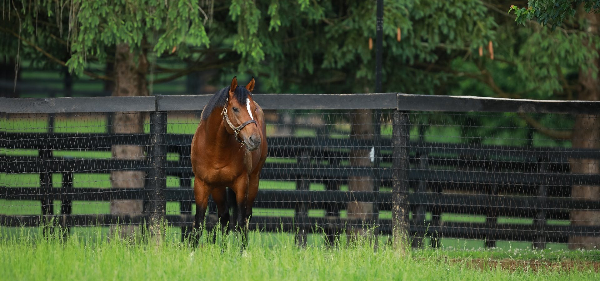 Coolmore America | Farms