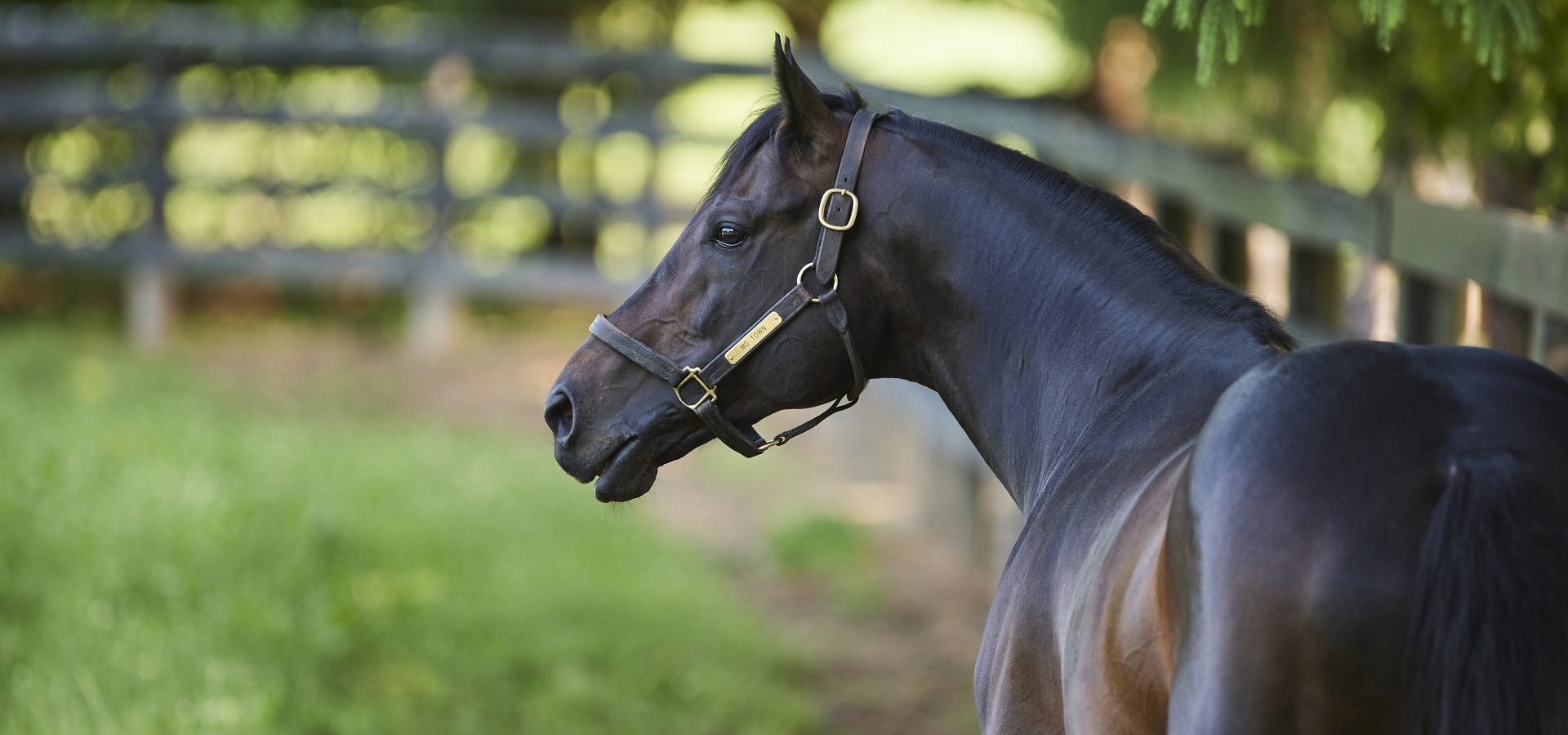Coolmore America | Farms