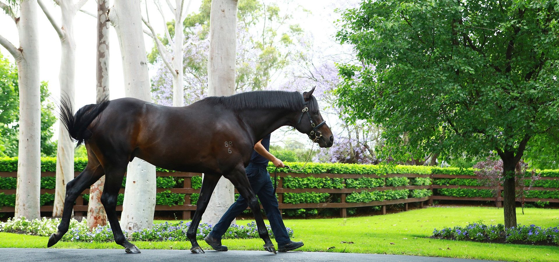 Coolmore Australia | Home Of Champions | Jerrys Plains