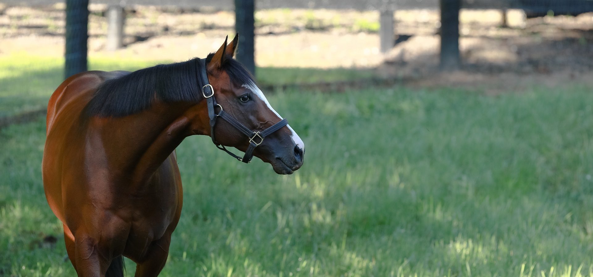 Coolmore America | Farms
