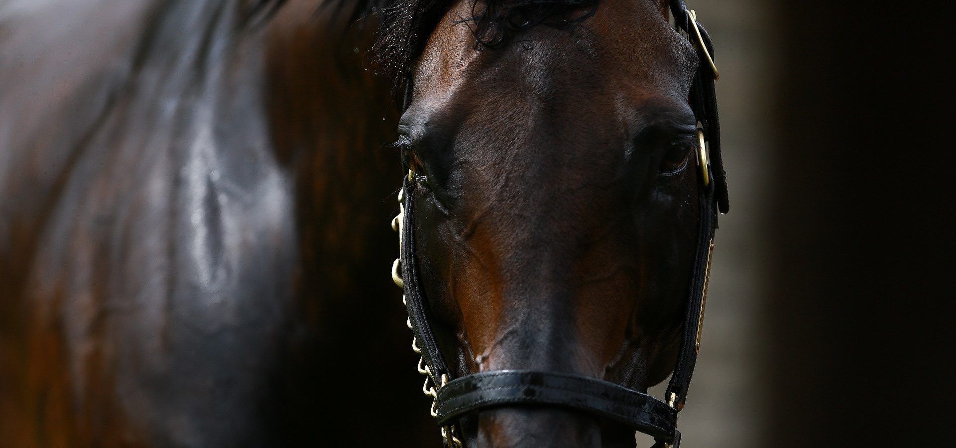 Coolmore America | Farms