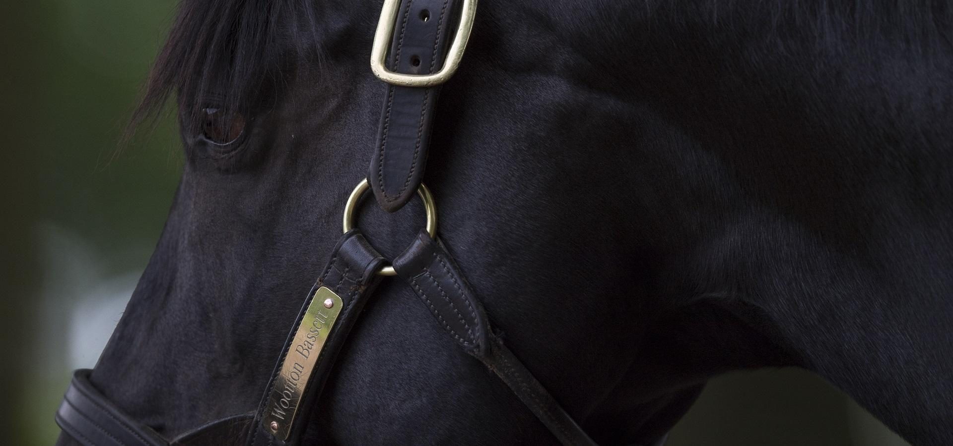 Coolmore Ireland | Home Of Champions | Coolmore Stud