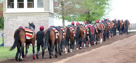 Ballydoyle | Racing Stable | Tipperary
