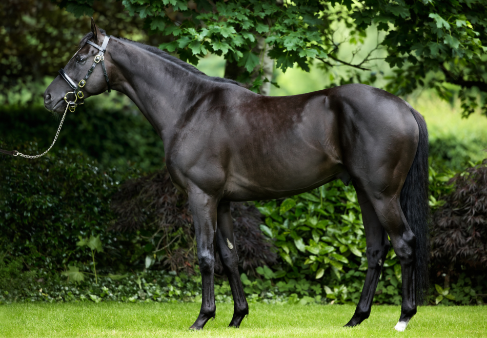 Auguste Rodin | Stallions - Coolmore Ireland