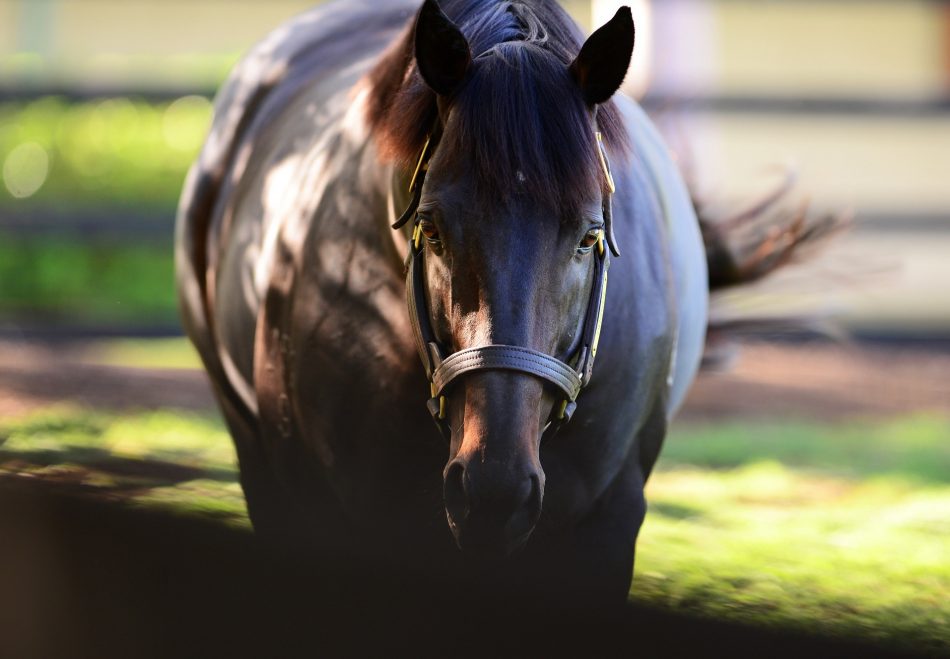Pierro | Stallions - Coolmore Australia
