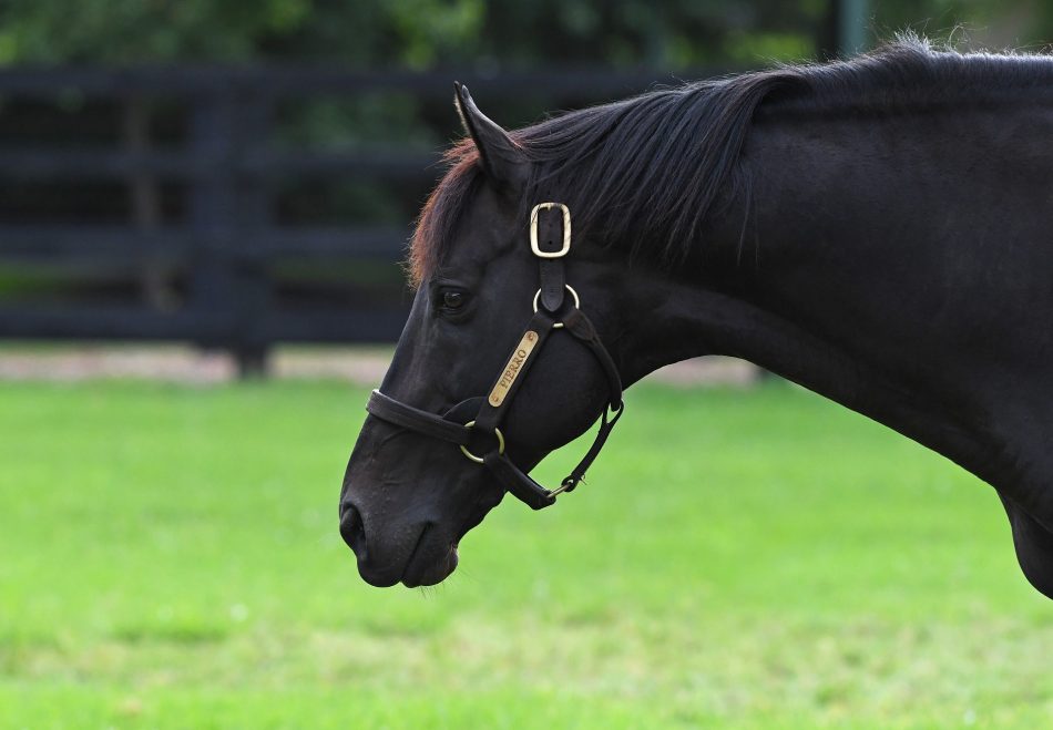 Pierro | Stallions - Coolmore Australia