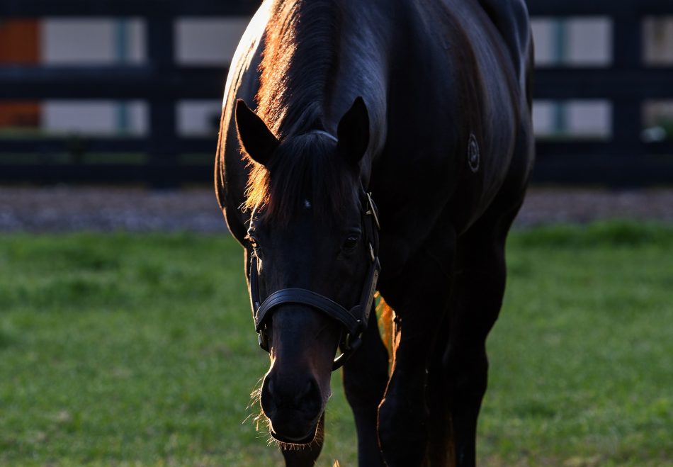 Pierro | Stallions - Coolmore Australia