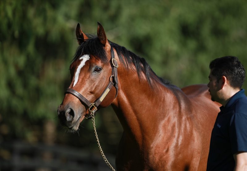 Coolmore America | Farms