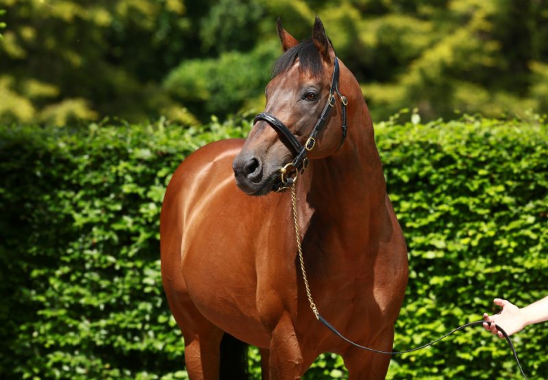 Coolmore Ireland | Home Of Champions | Coolmore Stud