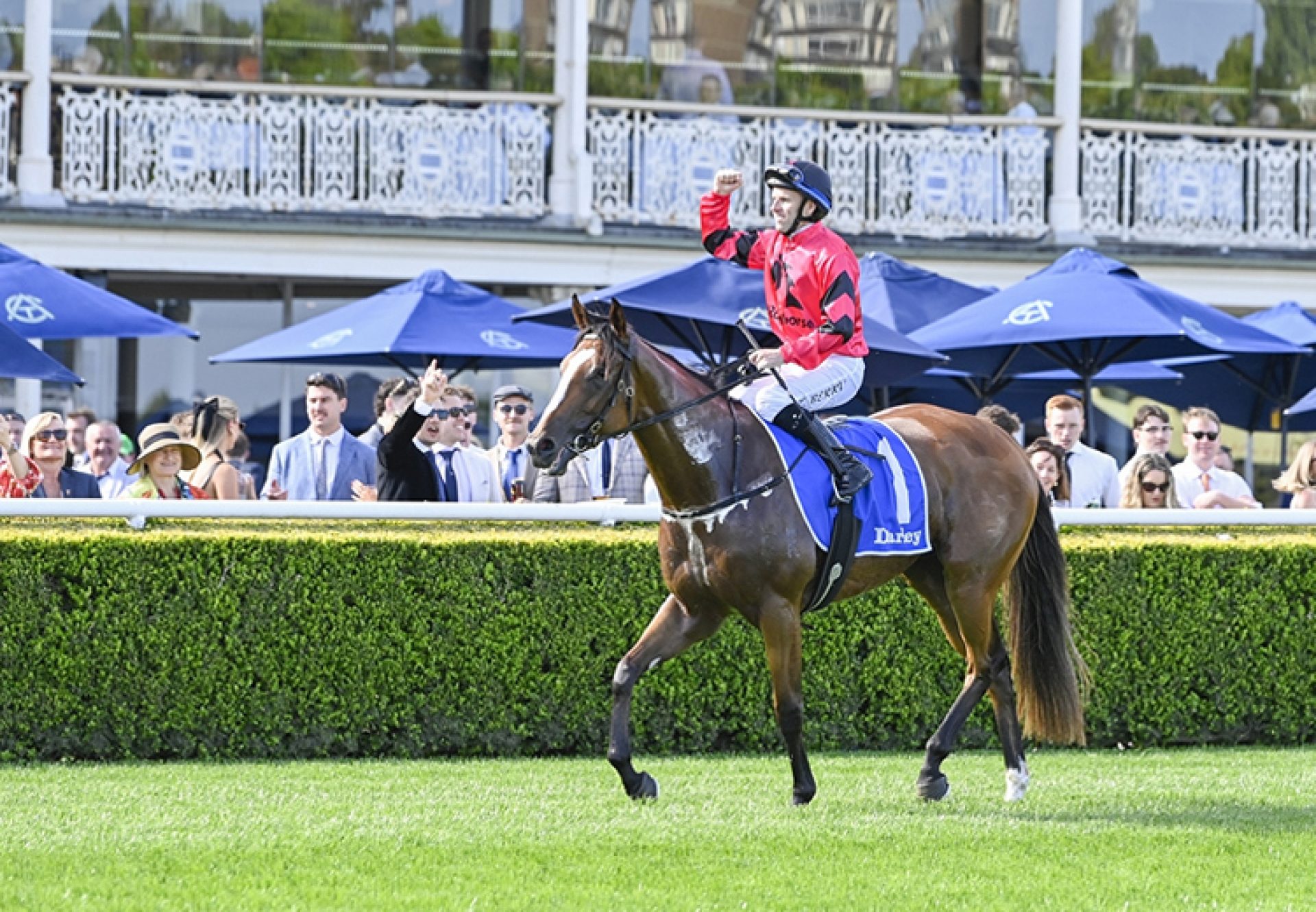 Dam of Apocalyptic in Foal to Pierro