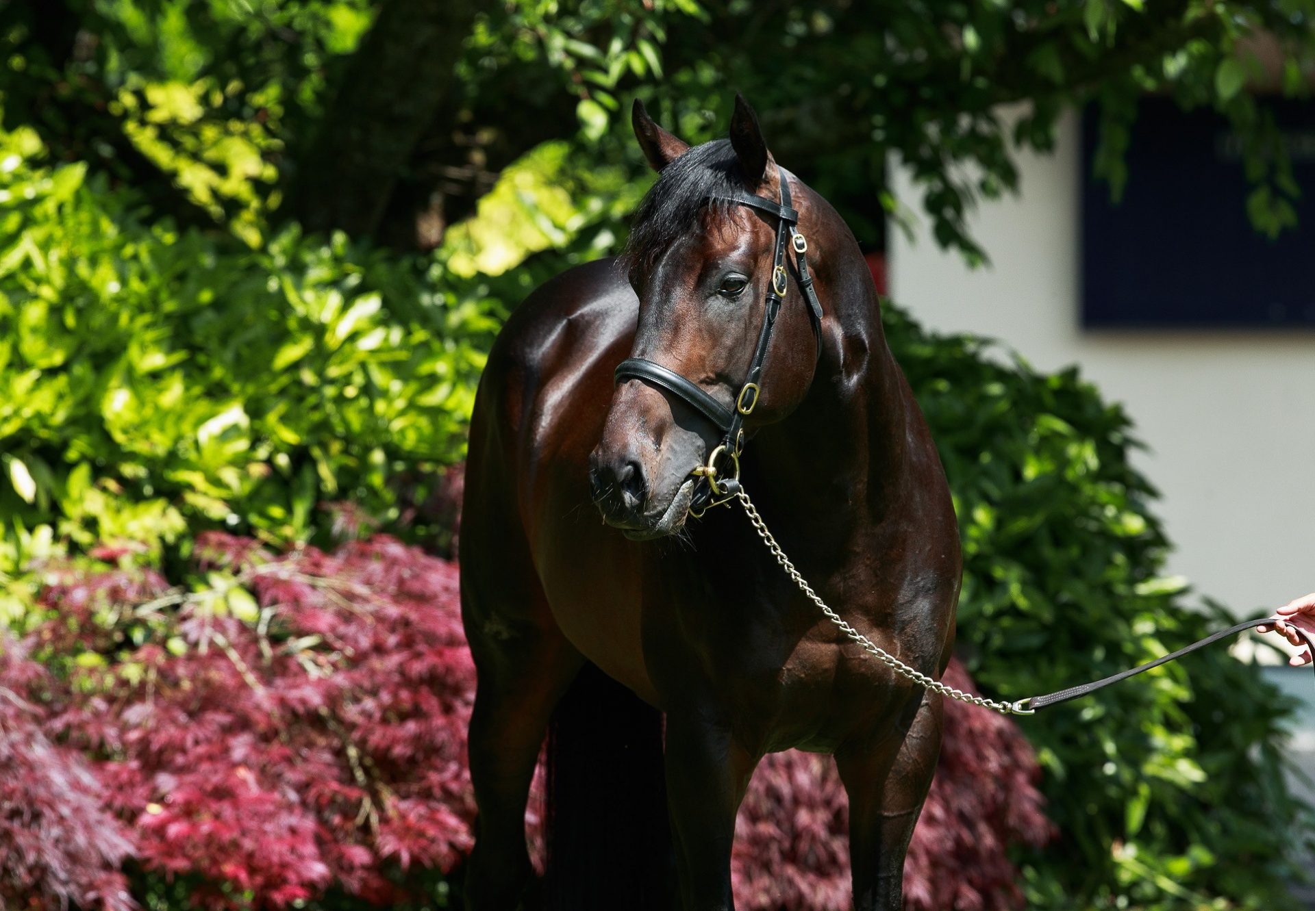 Strong Representation For Blackbeard At Goffs Orby
