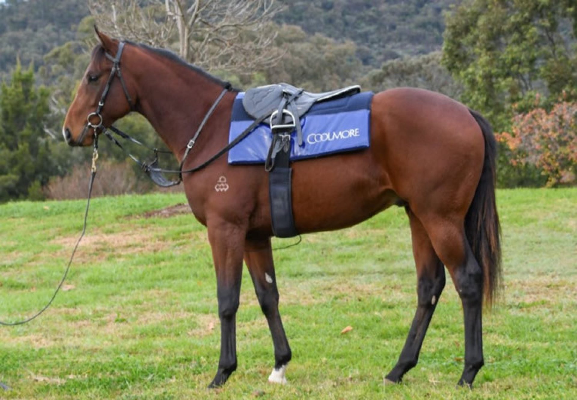 Coolmore Sourced Hong Kong Derby Winners – Two in a Row