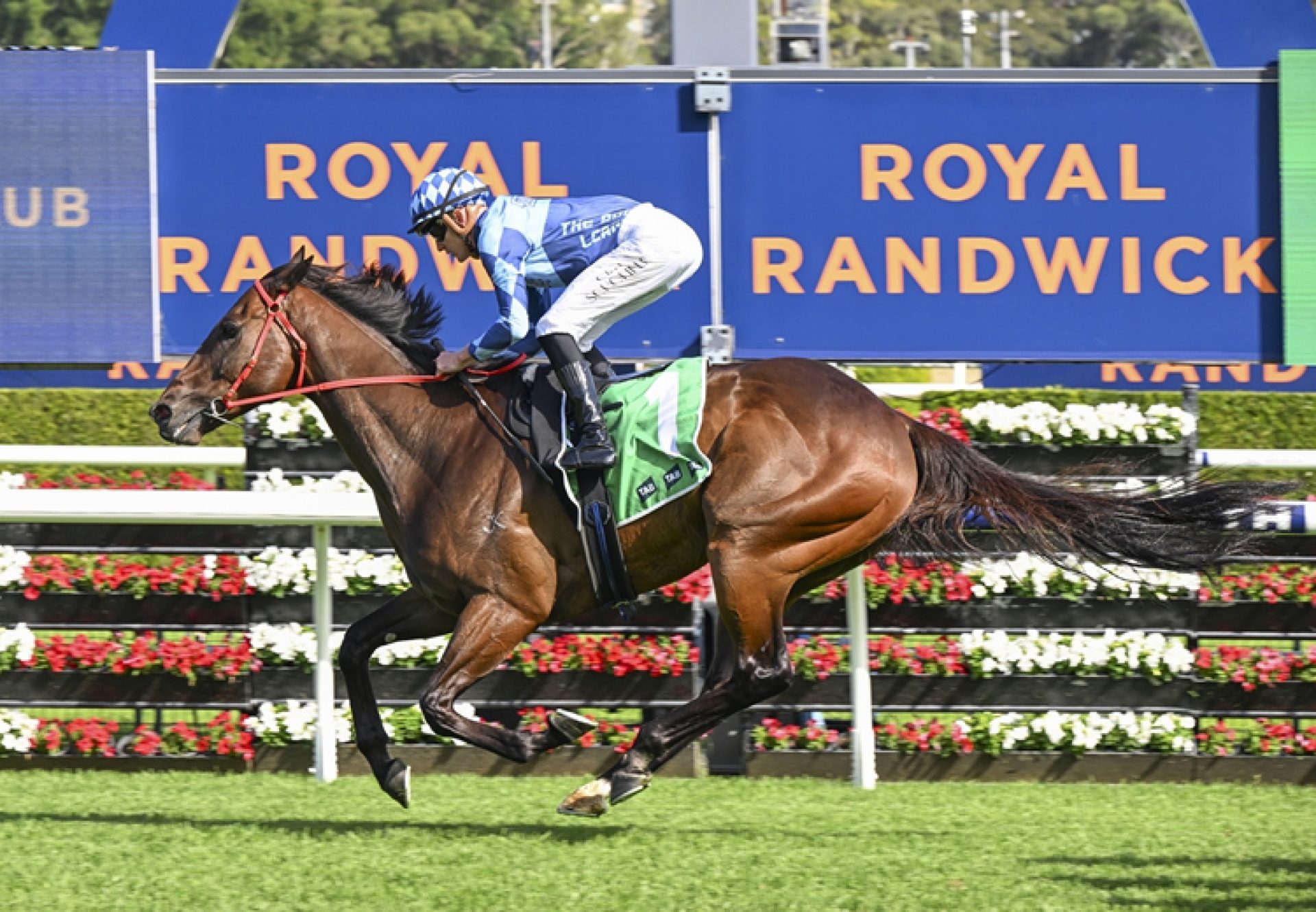 Gold Coast Next for Pierro Gelding