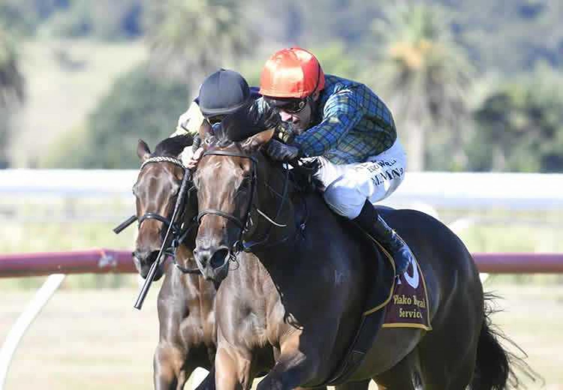 New G1 Filly for Pride of Dubai