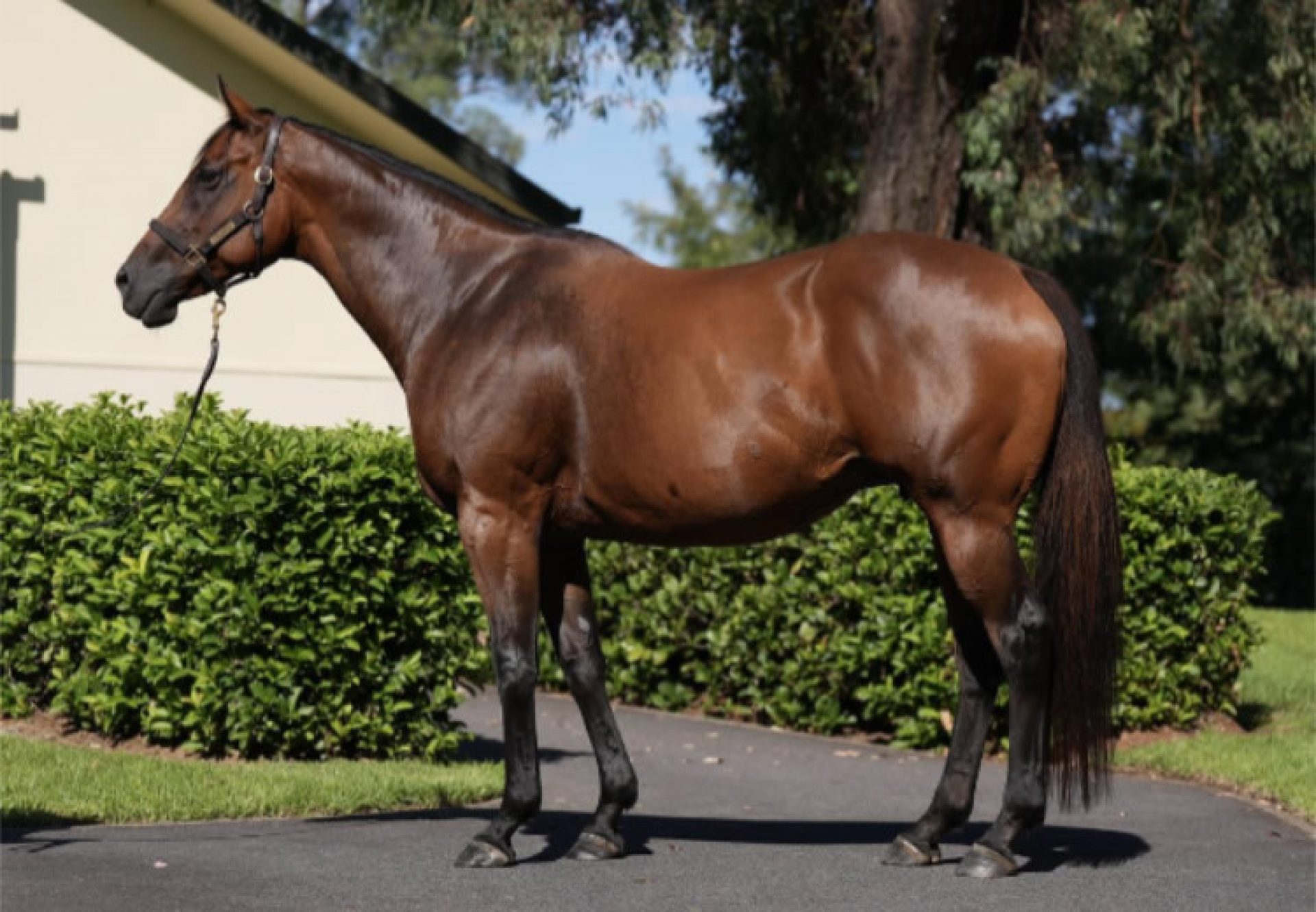 Coolmore Purchase $1.15million Mare on Inglis Digital