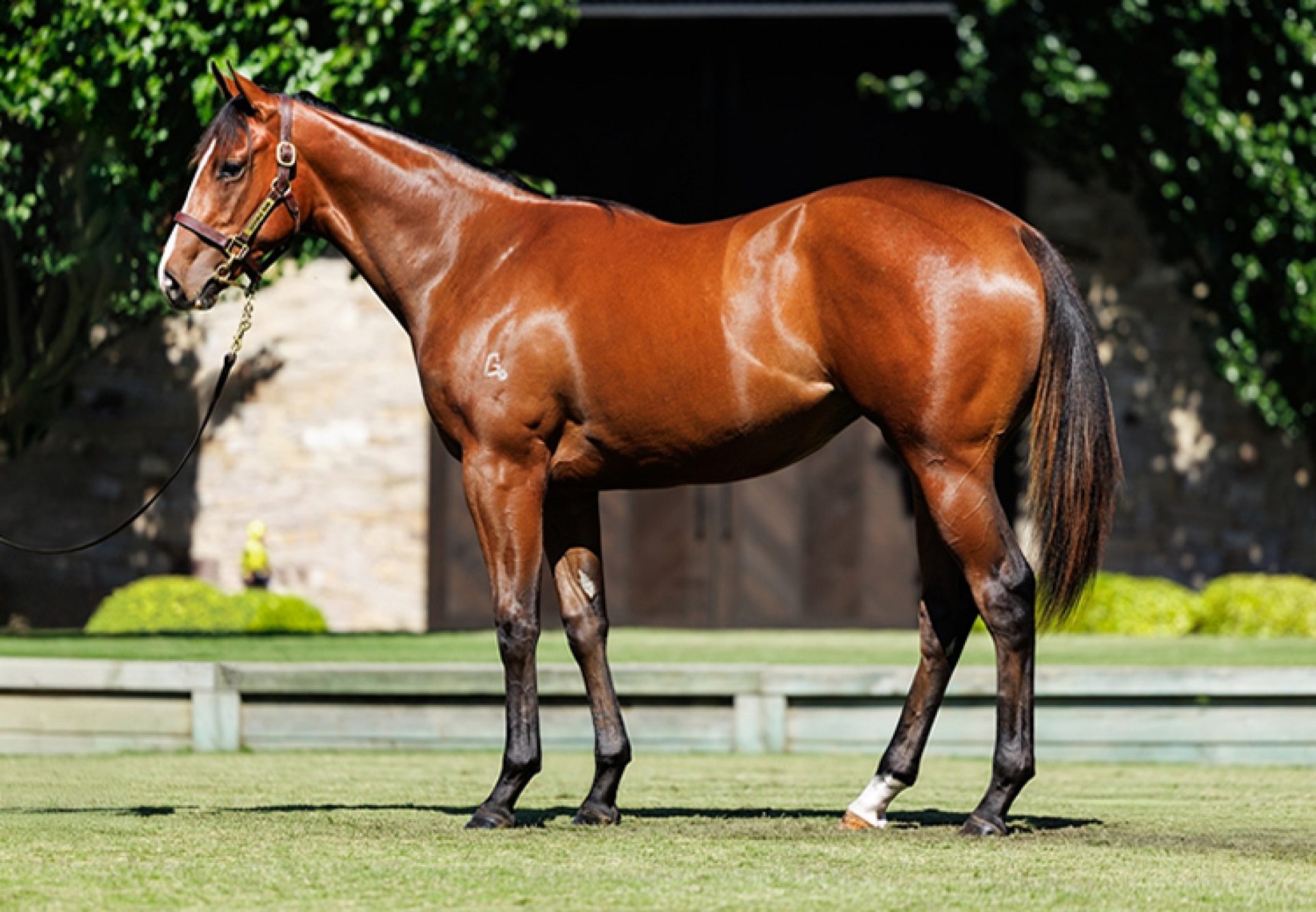 Gai and Adrian Purchase $750,000 Justify Filly