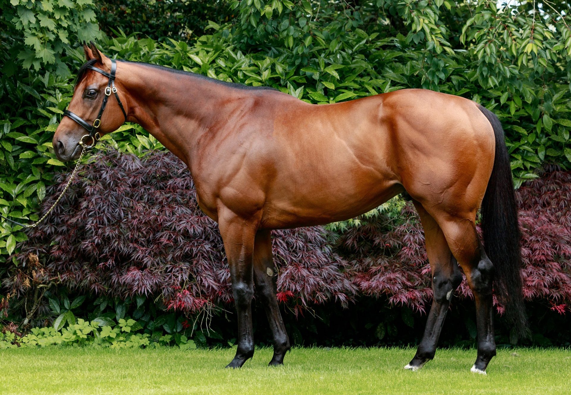 Little Big Bear Foals Make An Impact At Tattersalls