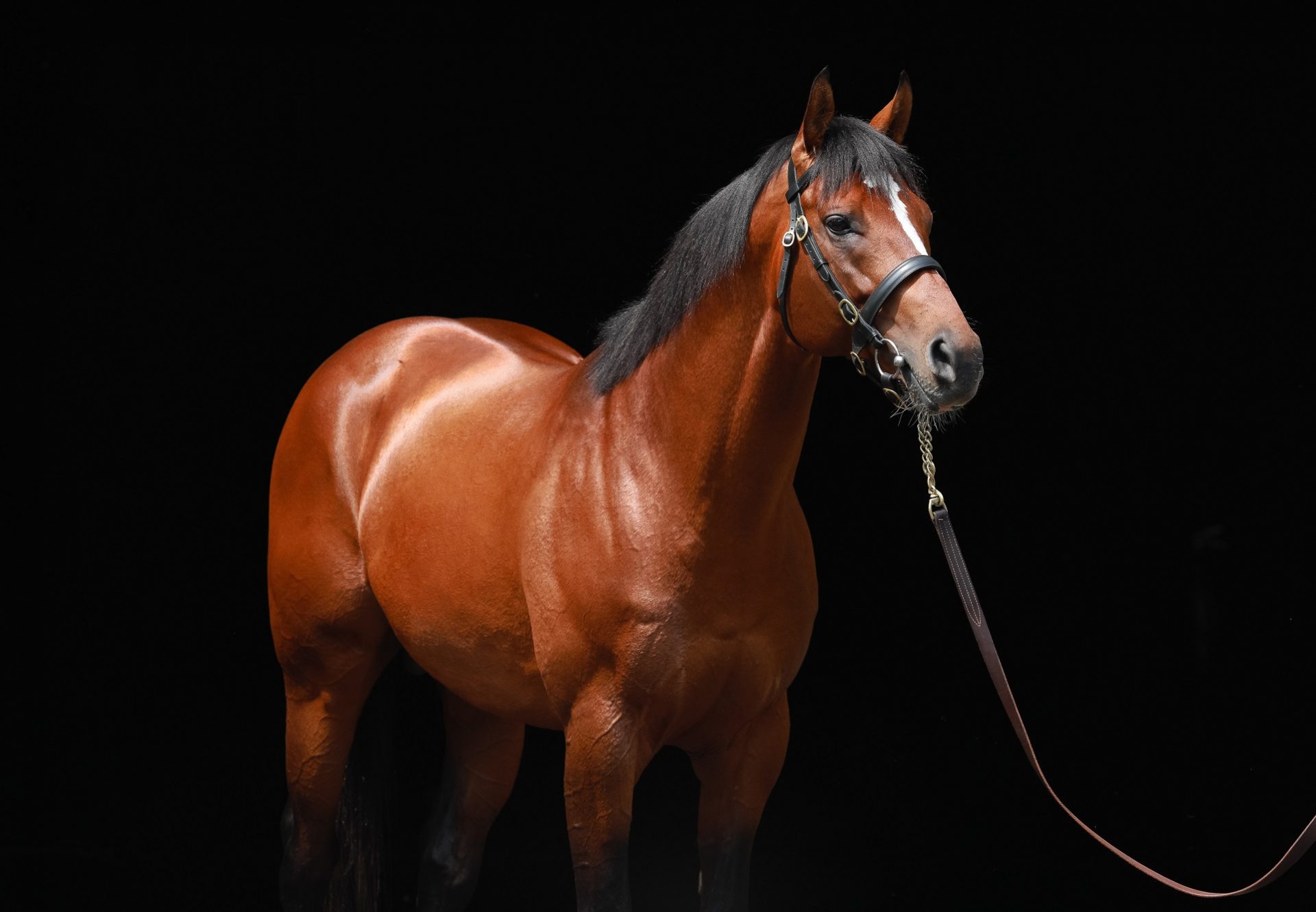 Maximum Security Colt Earns Preakness Bid in Bathhouse Row