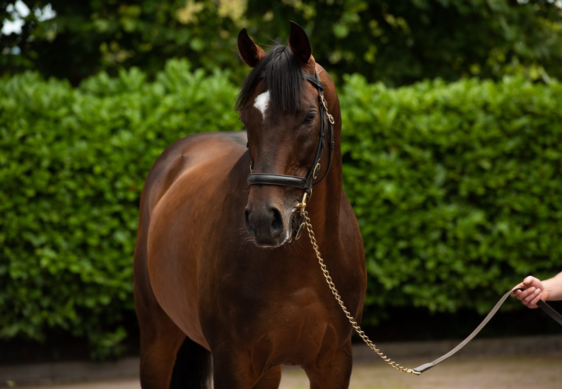 Son of Order of St George Impresses in Maiden Hurdle at Killarney