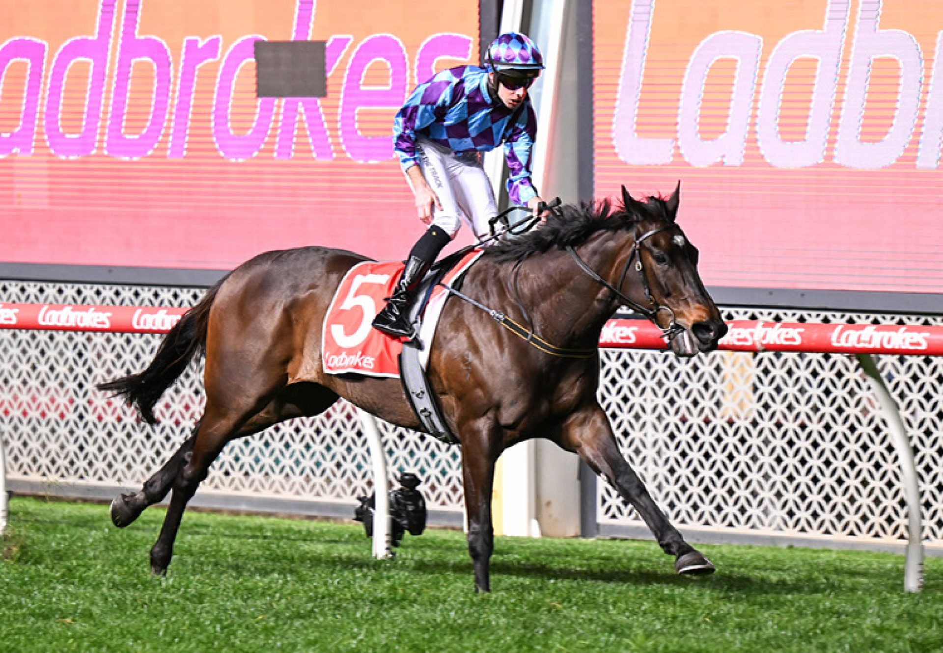 Glorious Return for Pride of Jenni