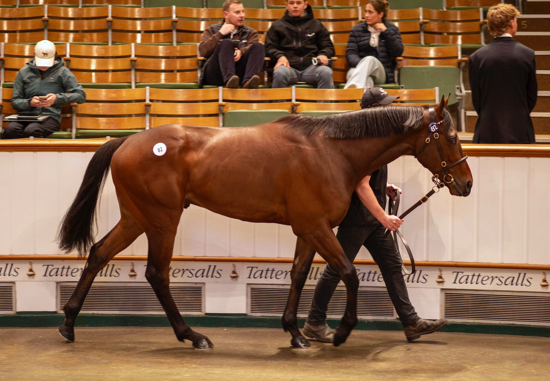 St Mark’s Basilica Colt Brings 750,000gns at Craven Breeze-Up Sale
