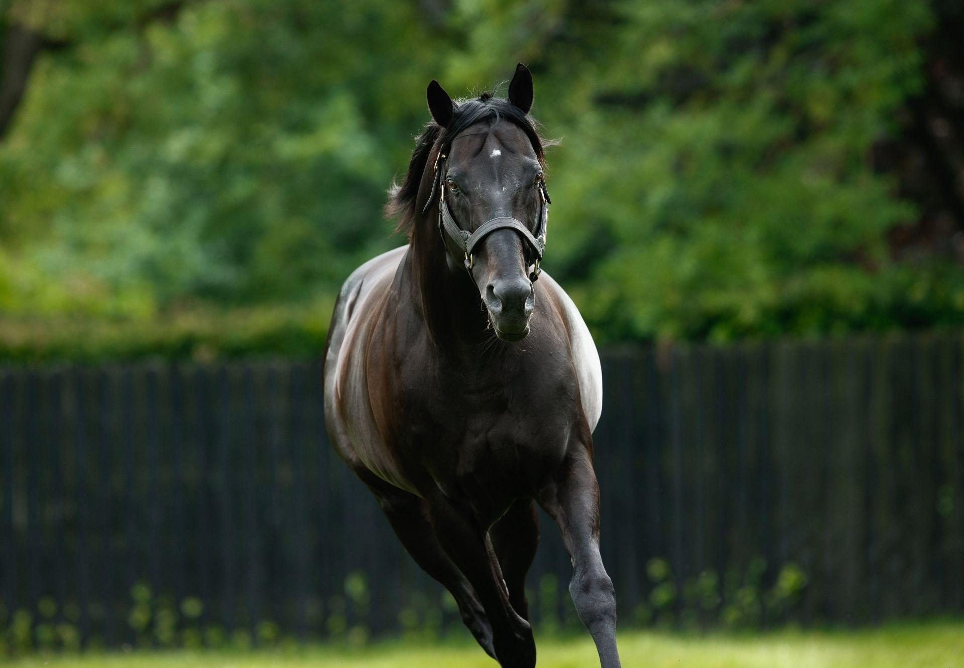Miss Enfield in Foal to Wootton Bassett Sells for $1.25million