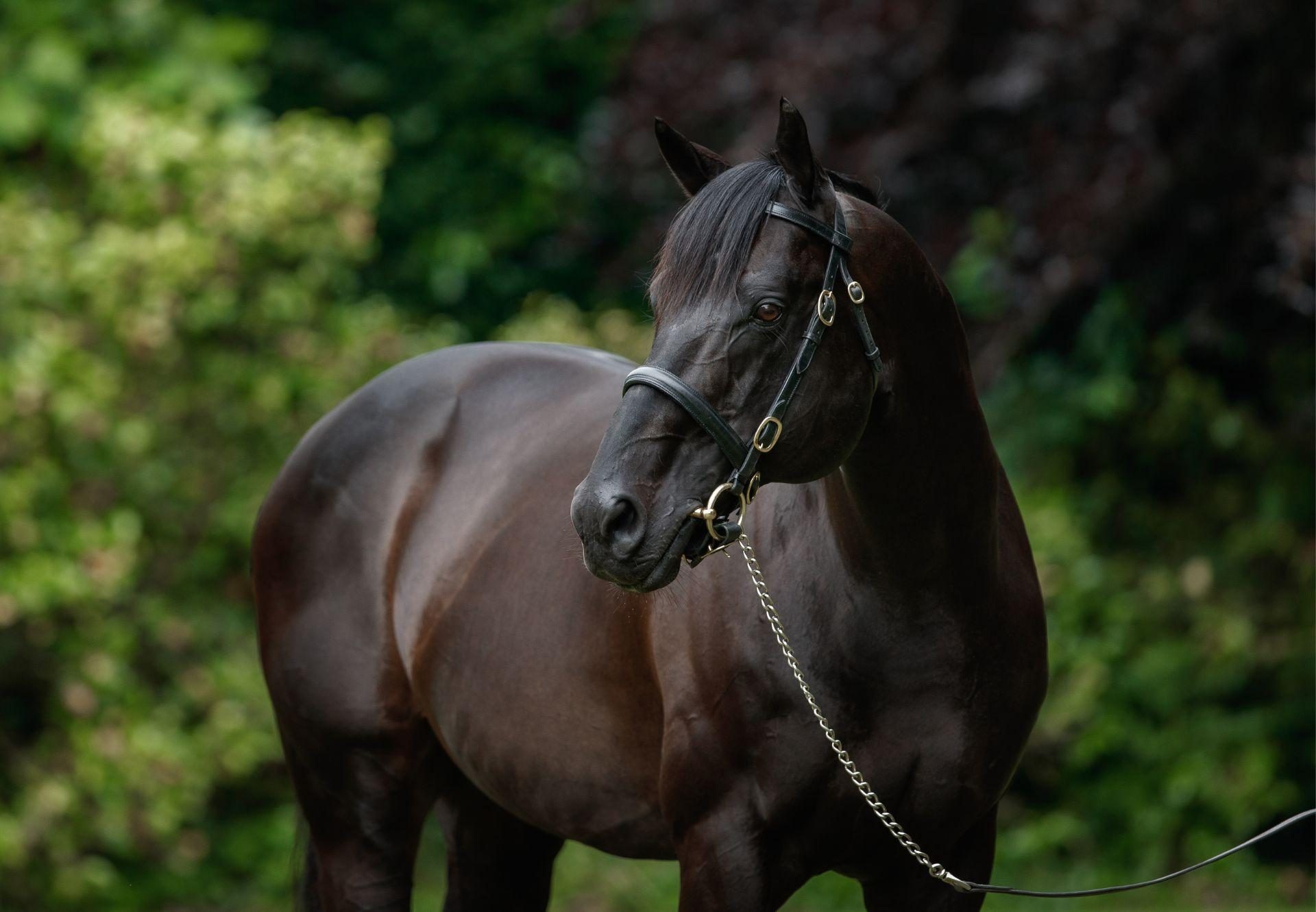 Wootton Bassett Stayer on the Rise