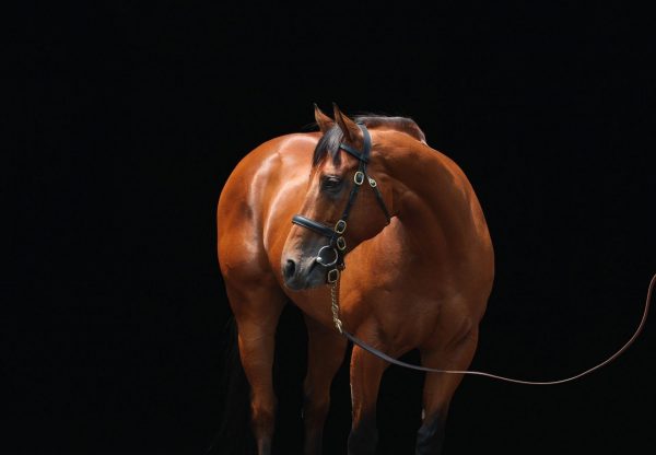 Corniche Colt Brings $230,000 at Keeneland January