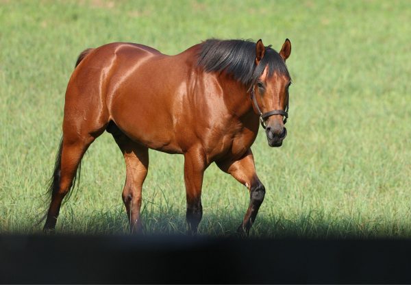 Corniche Colt Brings $230,000 at Keeneland January