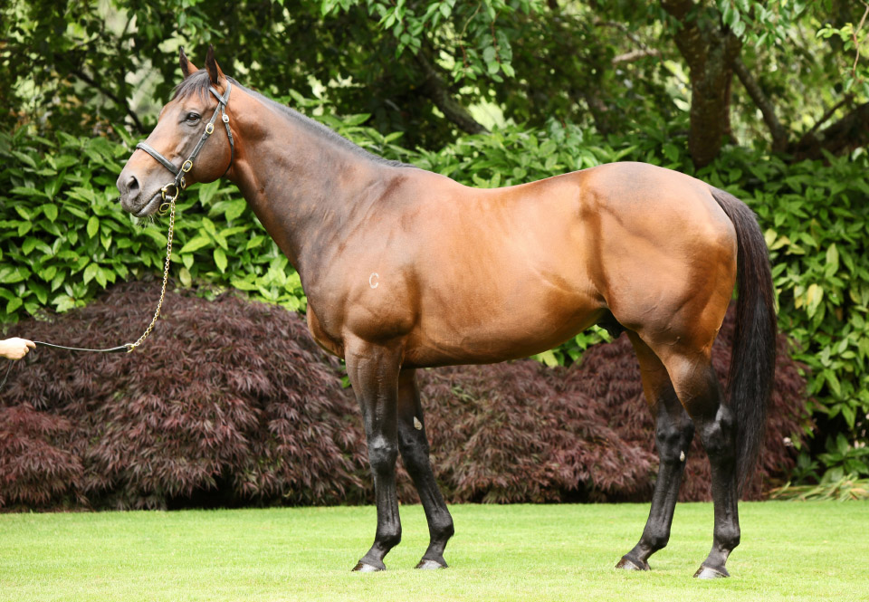 Coolmore Australia Fees for 2019